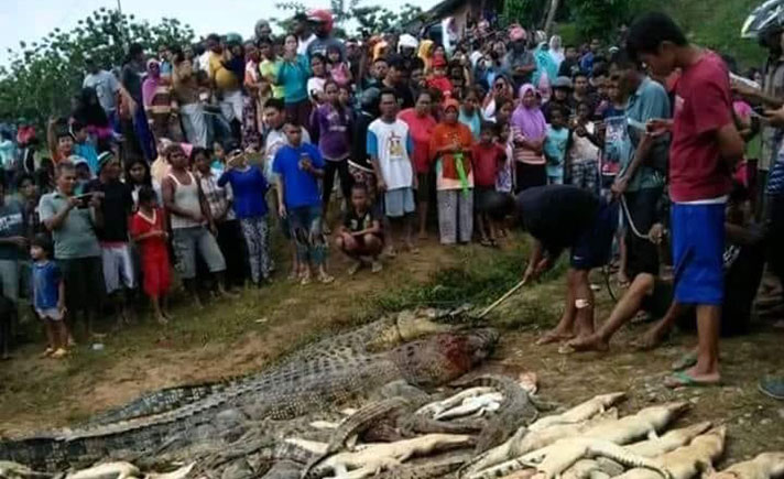 Sugito Tewas, Warga Bantai 292 Buaya Penangkaran | Tagar