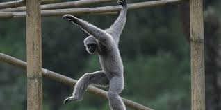 Warga Serahkan Satu Owa-owa dan Langsung Dilepasliarkan | Tagar