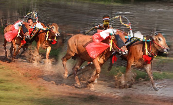 Festival Karapan Sapi Rebutan Piala Bergilir Presiden | Tagar