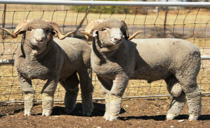 Domba Hewan yang Mampu Kenali Wajah Manusia | Tagar