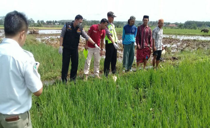 Penggembala Itik Tewas di Tengah Sawah | Tagar