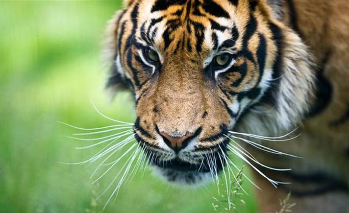 Kisah Babiat Sitelpang, Legenda Harimau yang Menjadi Ompung Bagi Orang ... Kisah Babiat Sitelpang, Legenda Harimau yang Menjadi Ompung Bagi Orang ...