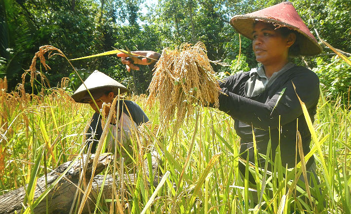 Ramah Lingkungan, Bertani tanpa Membakar Lahan Gambut | Tagar