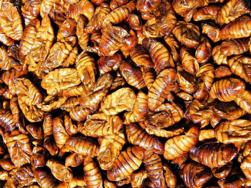 Belalang dan Lima Kudapan Serangga Tak Lazim di Dunia | Tagar