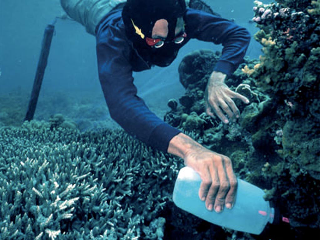 Tindak Penangkapan Ikan Pakai Potas di Berau Kaltim | Tagar