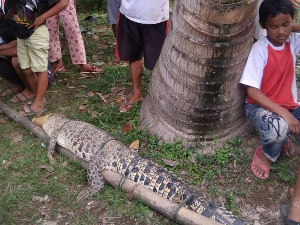 Warga Pessel Tangkap Buaya Sepanjang 2 Meter | Tagar Warga Pessel Tangkap Buaya Sepanjang 2 Meter | Tagar