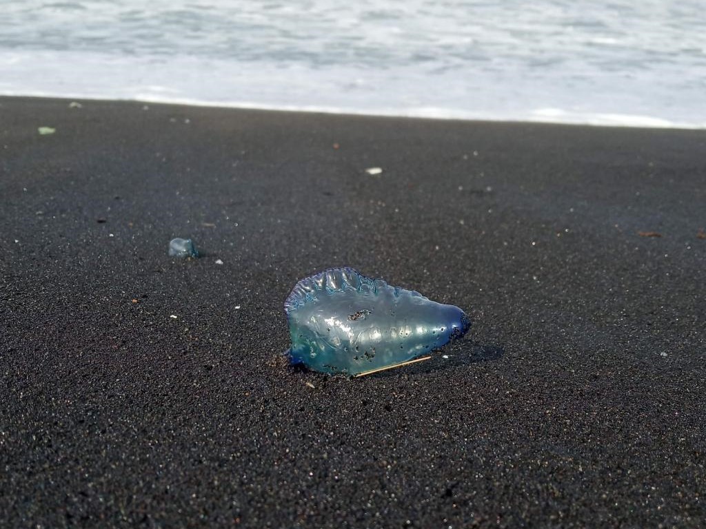 Ubur-ubur Api Kembali Muncul di Kulon Progo | Tagar