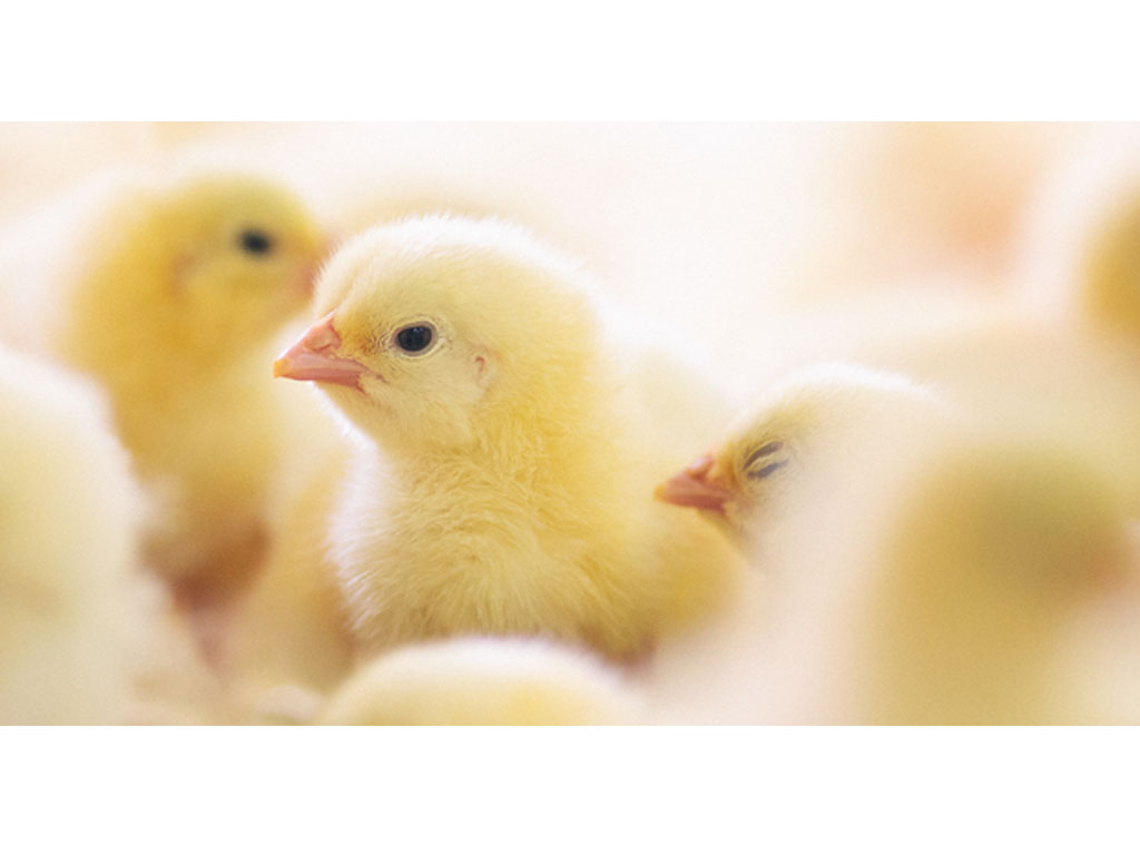 Jerman Negara Pertama di Dunia Larang Pencabikan Anak Ayam | Tagar