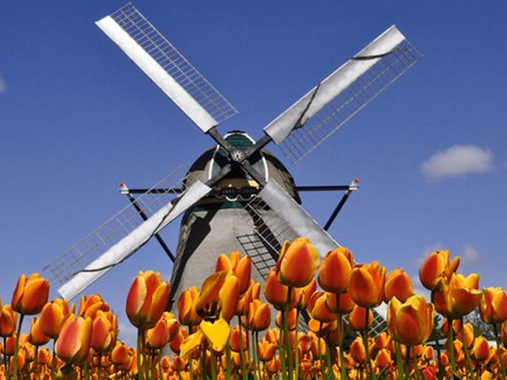 Perjalanan Bunga Tulip Sampai ke Belanda | Tagar