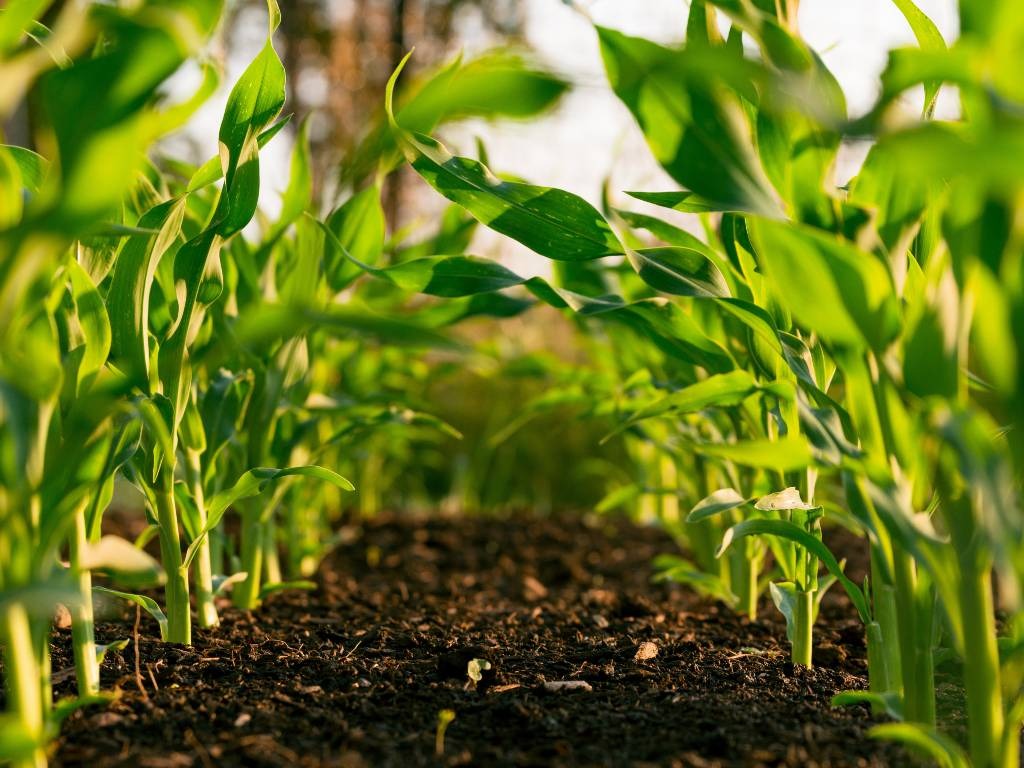 Tanah Subur - Perumperindo.co.id