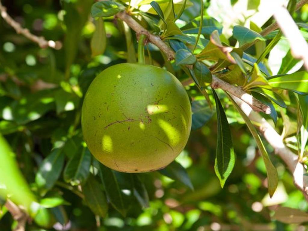 5 Manfaat Buah Berenuk untuk Kesehatan | Tagar