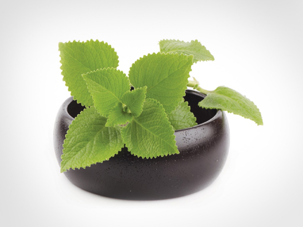 Inilah Manfaat Daun Jinten untuk Kesehatan, Wajib Diketahui! | Tagar